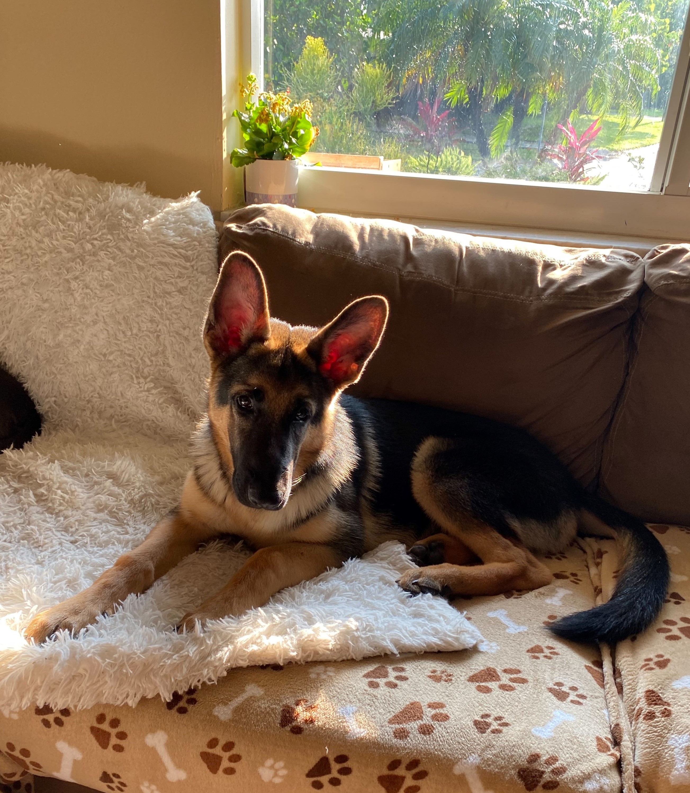 Puppies « Walsh's Windy Acres